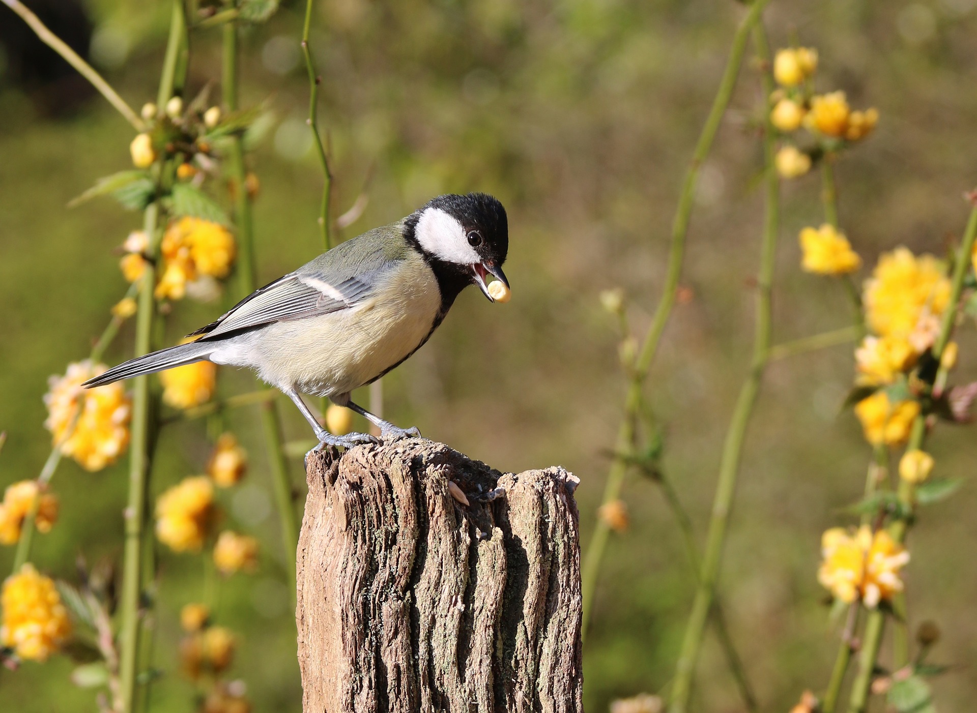 Fugle set på banen :: agc-natur